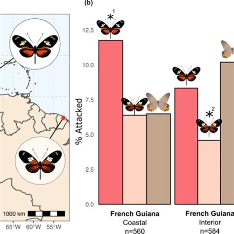 differences in attacks on native and foreign red morphs a divergent