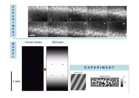 Hierarchy Of Visual Cortex Models Pdf Home Entertainment Systems Consumer Electronics