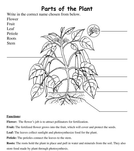 Plant Part And Function Worksheet