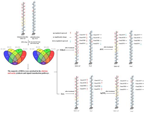 Morphological Transcriptomic And Hormonal Characterization Of