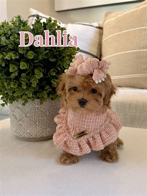 Dahlia Apricot Red Female Toy Teacup Maltipoo Puppy Petite Posh Puppies