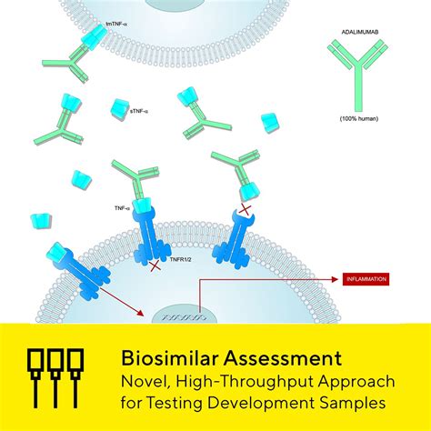Octet® Affinity Binding Kinetics And Concentration On Linkedin Biosimiliar Application Note