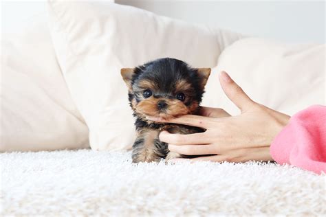 강아지분양 퍼피당 안산 요크셔테리어분양 네즈