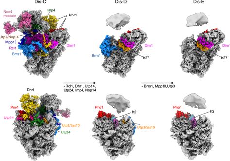 Cryo Em Analysis Of The In Vitro Maturation Of The Primordial Pre 40s Download Scientific