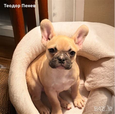 Френски Булдог Пясъчен цвят в Френски булдог в гр Първомай Id43734945 — Bazar Bg