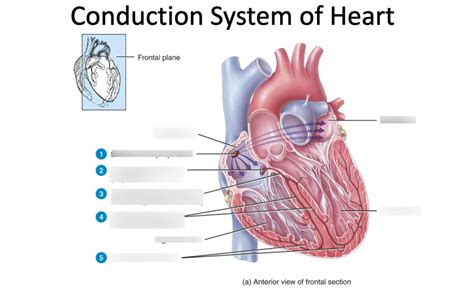 Conductive System Diagram Quizlet