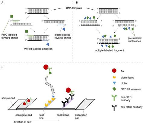 Biotinylated Dna For Detection Boc Sciences