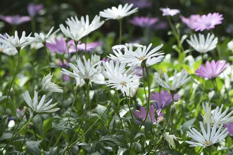 Plant Of The Month Gerbera Daisy
