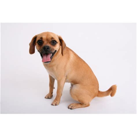 Пугль или Пагль (Puggle) собака. ФОТО, ЦЕНА, продолжительность жизни ...