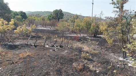 Инсектите и животни кои бегаат од опожарените места го шират огнот на неоожарени површини на