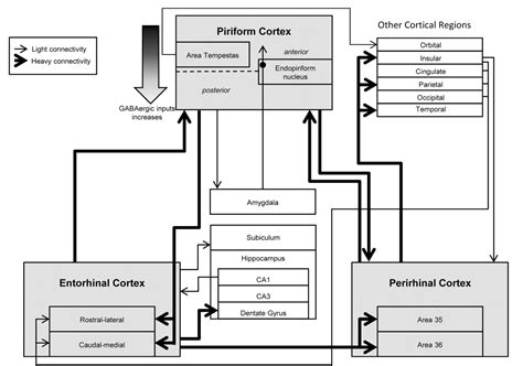 Piriform Cortex