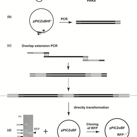 Pdf Engineering Of An Episomal Plasmid Suitable For High Throughput Expression In Pichia Pastoris