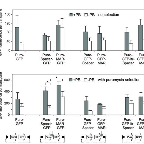 The Piggybac Inverted Terminal Repeats Itr The Transposase Coding