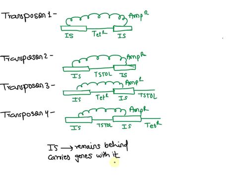 Solved 3 16 Pts A Composite Transposon Can Be Considered To Be