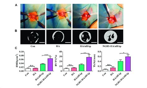 In Vivo Bone Regeneration Ability Of Ngr1 Hanhap Hydrogel A The Download Scientific Diagram