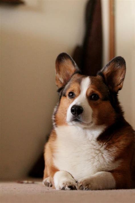 Handsome Cooper Corgi
