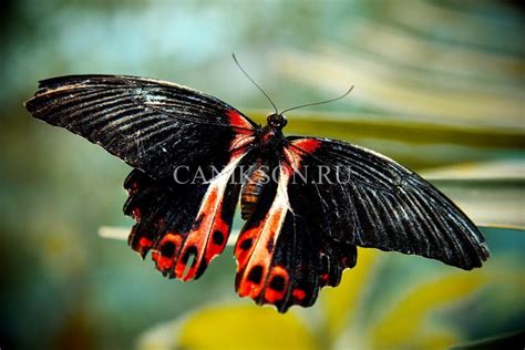 Купить Объектив Canon EF 24-105mm f/4L IS USM, черный по цене 43 999 ...