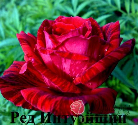 Роза Ред Интуэйшн - Саженцы купить в магазине питомника