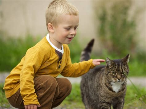 Noti Gatos Todo Sobre Los Gatos
