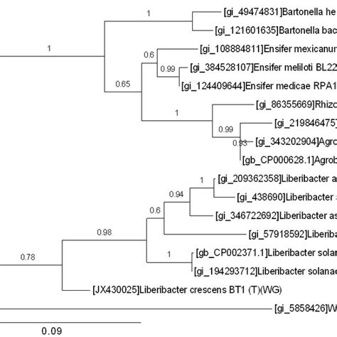 Maximum Likelihood Phylogenetic Tree Constructed Using 16s Rrna Genes