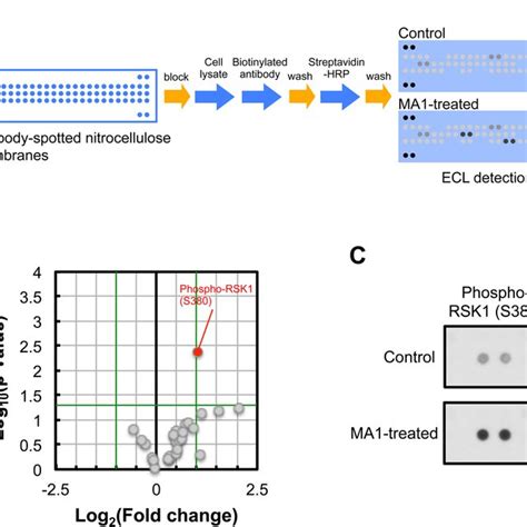 Membrane Based Antibody Macroarray A Procedure For Membrane Based
