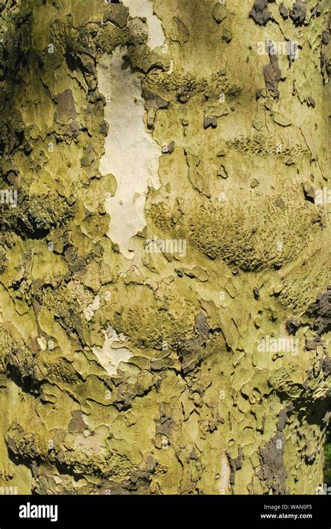 Tree Trunk Detail Stock Photo Alamy