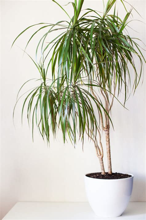 An Easy Guide To Dracaena Marginata The Dragon Tree