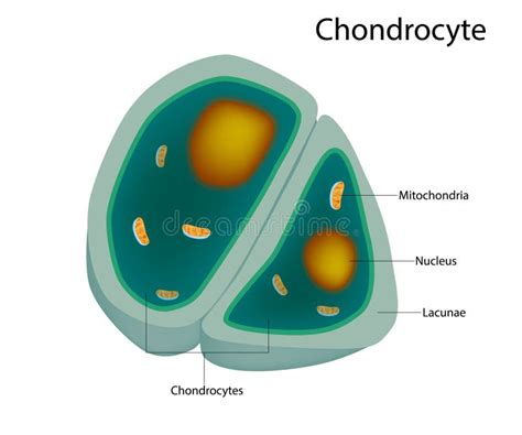 Structure Of The Chondrocytes Cells In Healthy Cartilage Stock Vector Illustration Of Cell
