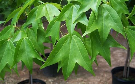 Buy Trident Maple Tree Free Shipping Wilson Bros Gardens 3 Gallon