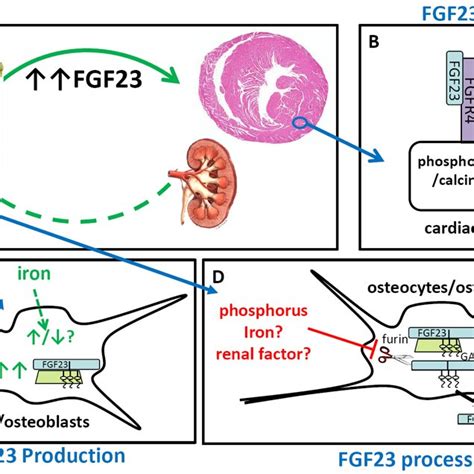 Fgf23 Synthesis Secretion Processing And Action A Fgf23 Is Produced