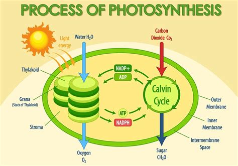 Photosynthesis Cycle