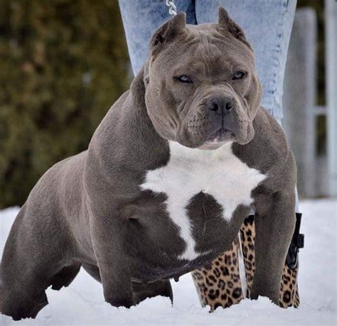 What Is The American Bully Here Is The Bully Breed 101