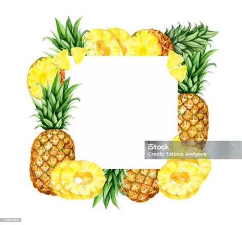 파인애플 그림과 잘 익은 파인애플 조각 열대 과일 스케치 흰색 배경에 분리된 음식 삽화가 있는 수채화 손으로 그린 사각형 프레임
