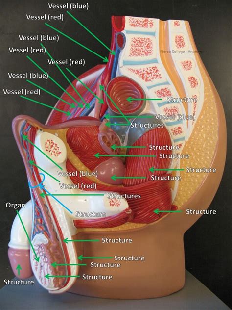 Male Reproductive System Model Labeled