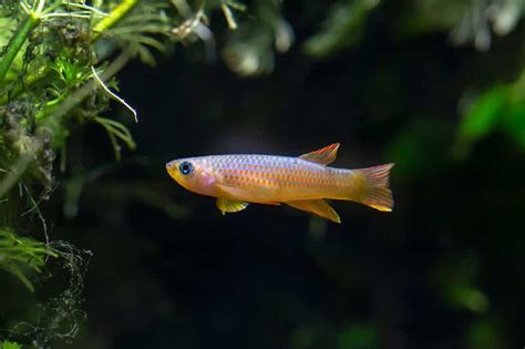 Types Of Killifish at Jeremy Tellez blog
