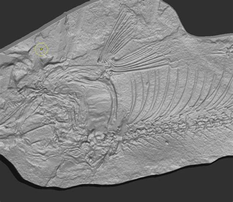 Obj File Lycoptera High Precision Micro Scanning・3d Printer Design To Download・cults
