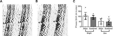 Phase Shifts In Circadian Rhythm Of Locomotor Activity A And B