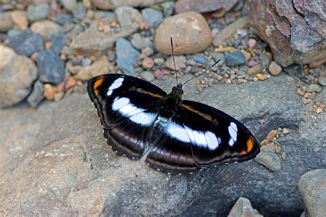 Athyma Cama Bugsalive