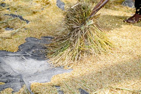 건강 식품을 생산 하는 농부 유기농 쌀 곡물 고 대 타 작 밥 스타일 태국 수린 주 소프트 포커스 거친에 대한 스톡 사진 및 기타 이미지 Istock