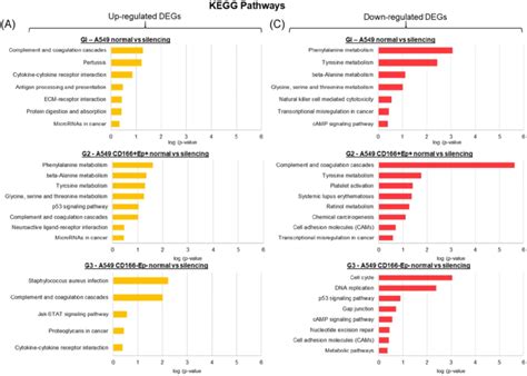 Kegg Pathway Of All Significantly Up Regulated And Down Regulated Genes