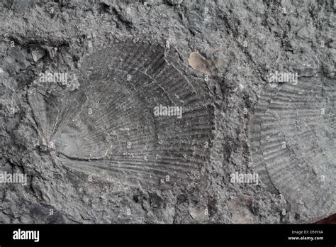 Fossilized Shells Hi Res Stock Photography And Images Alamy
