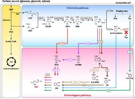 Figure 1 From Recent Advances In Microbial Production Of Ciscis Muconic Acid Semantic Scholar