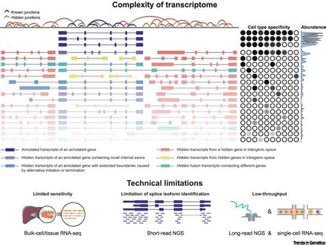 Complexities Of Mammalian Transcriptome Revealed By Targeted Rna