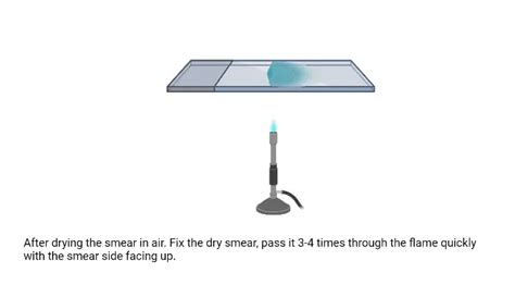 Gram Staining Procedure Principle And Results Biology Notes Online