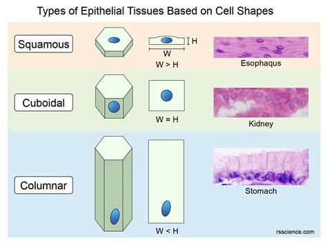 Classification And Types Of Epithelial Tissues Rs Science