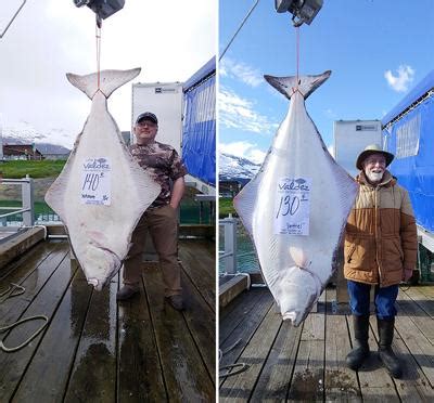 Anglers Landing Big Fish In First Week Of Valdez Halibut Derby
