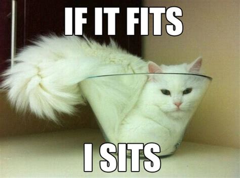 If It Fits, I Sits : r/memes