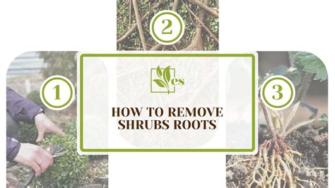 How To Remove Shrubs Roots The Right Ways To Do It