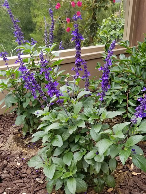 The 2 Minute Gardener Photo Indigo Spires Sage Salvia Sp Indigo