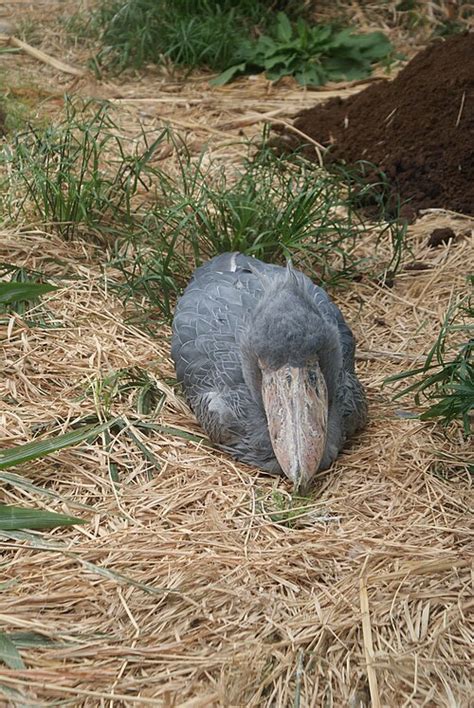 Balaeniceps Rex Vicipaedia